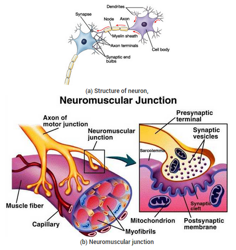 NCERT Solutions for Class 10 Science Chapter 7 Control and Coordination ...